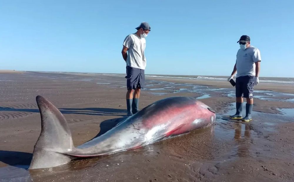 Cómo es el zifio, el animal poco conocido que apareció en la playa de ...