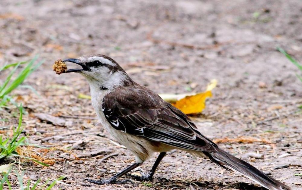 La fruta que atrae todo el verano a zorzales y calandrias: visitan el ...
