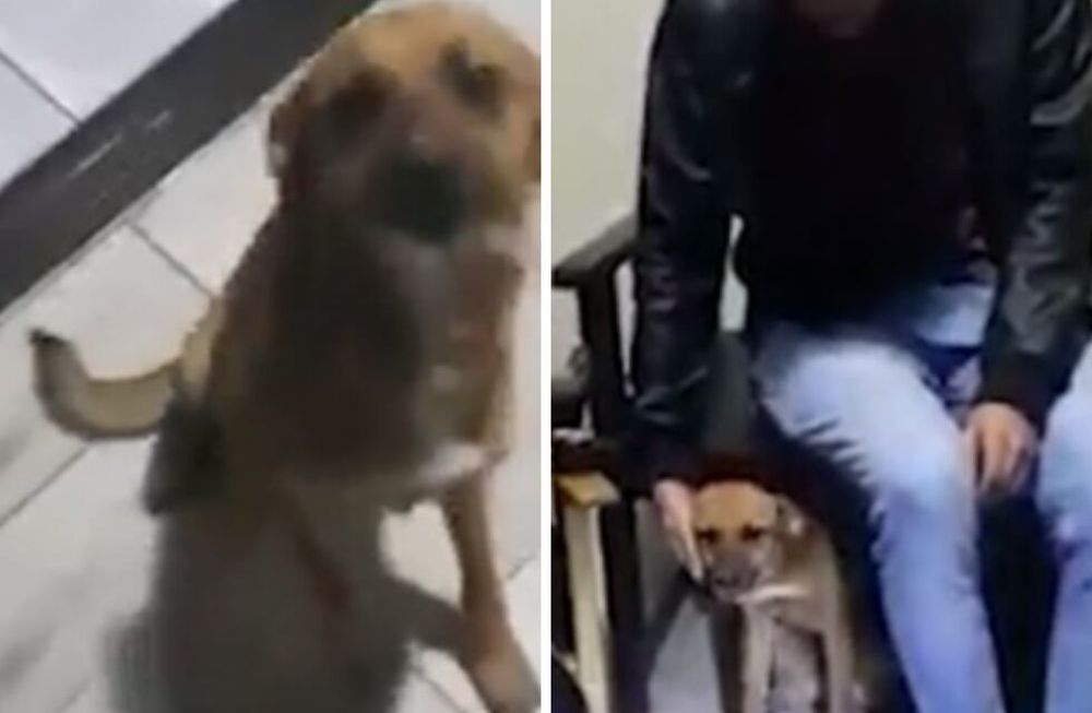 Maltrato animal: le dieron marihuana a una perrita y filmaron la ...