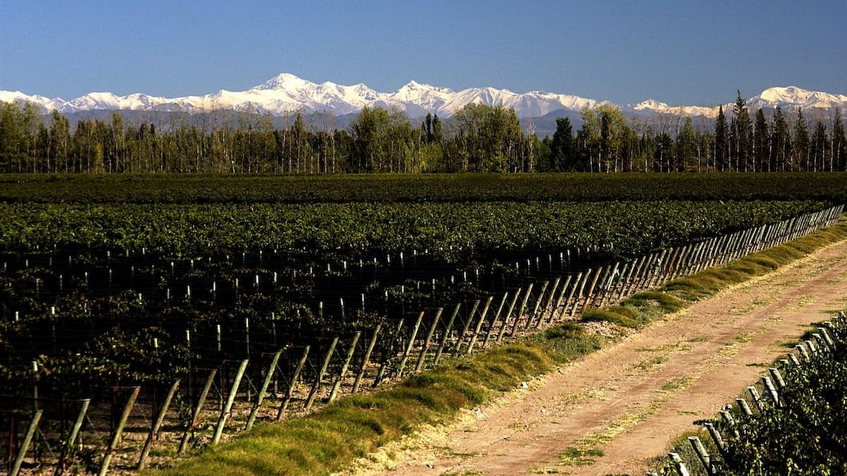 Una de las IG mendocinas del vino más conocidas pidió ampliar sus ...