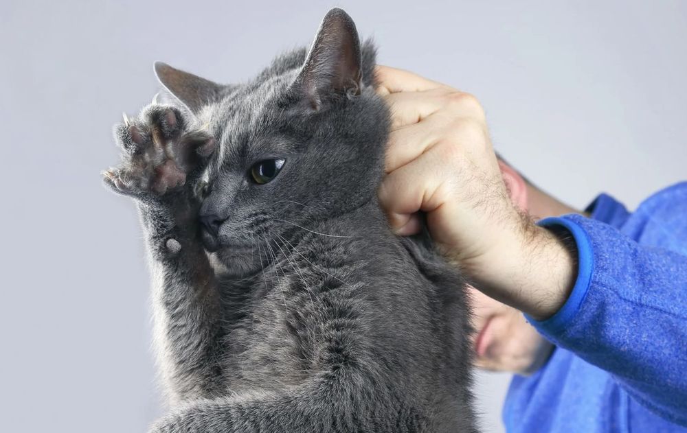 Qué significa el scruffing y por qué es perjudicial en los gatos, según ...
