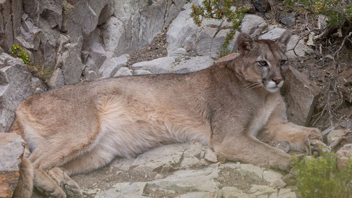 Las impactantes fotos de un puma “almorzando” en Villavicencio: cómo ...