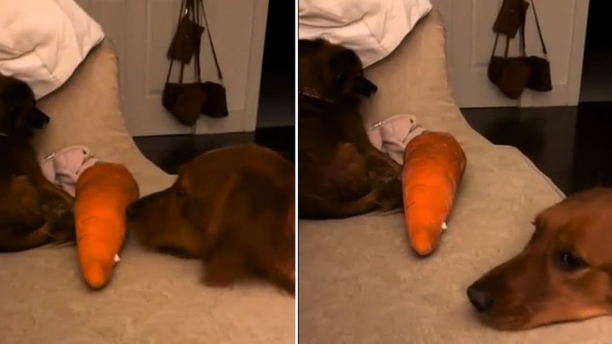 El video más tierno: un golden retriever consoló a un perrito de la ...