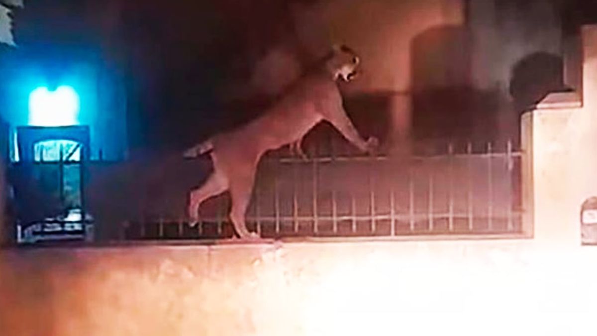 Se le cruzó un puma en las calles de Necochea e hizo la denuncia, pero ...