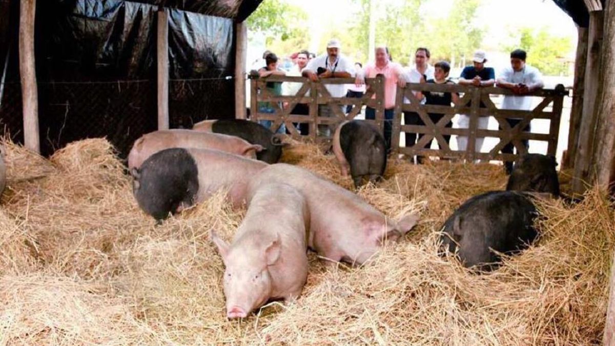 Se viene una nueva edición de Expo Cerdo