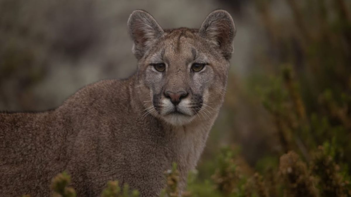 Guanacos escapan de un puma: la impactante secuencia que filmó un ...