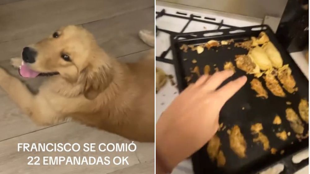 Su perro se comió 22 empanadas y el regaño que le dio se hizo viral ...