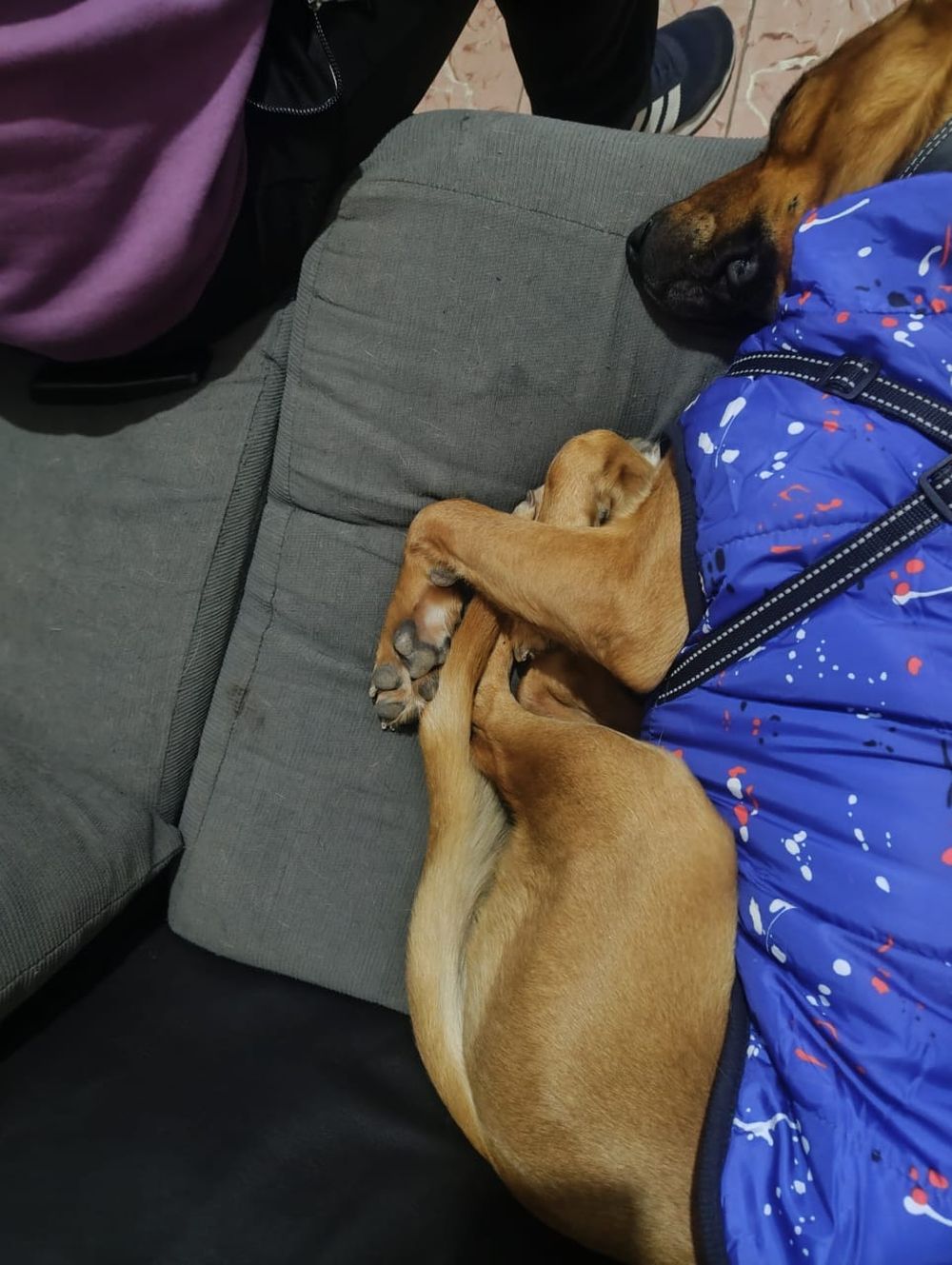 La nueva vida de Sultán: así está hoy el perro del hombre sin techo que ...