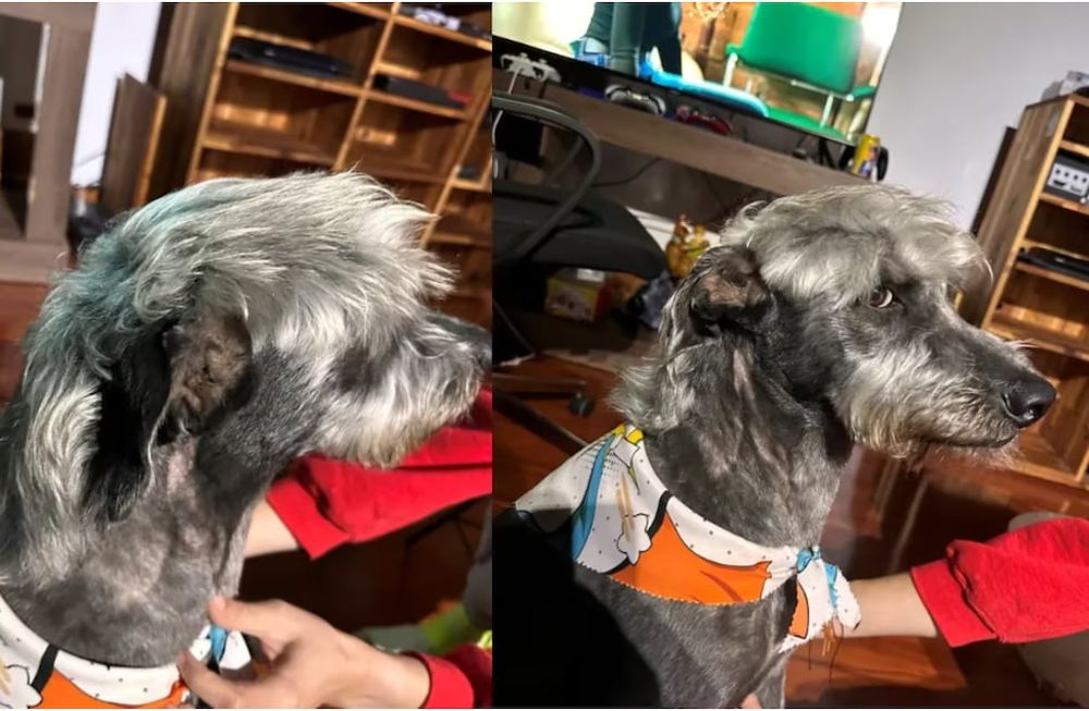 “Perro Pluma”: llevó a su mascota al veterinario y pidió que le hagan ...