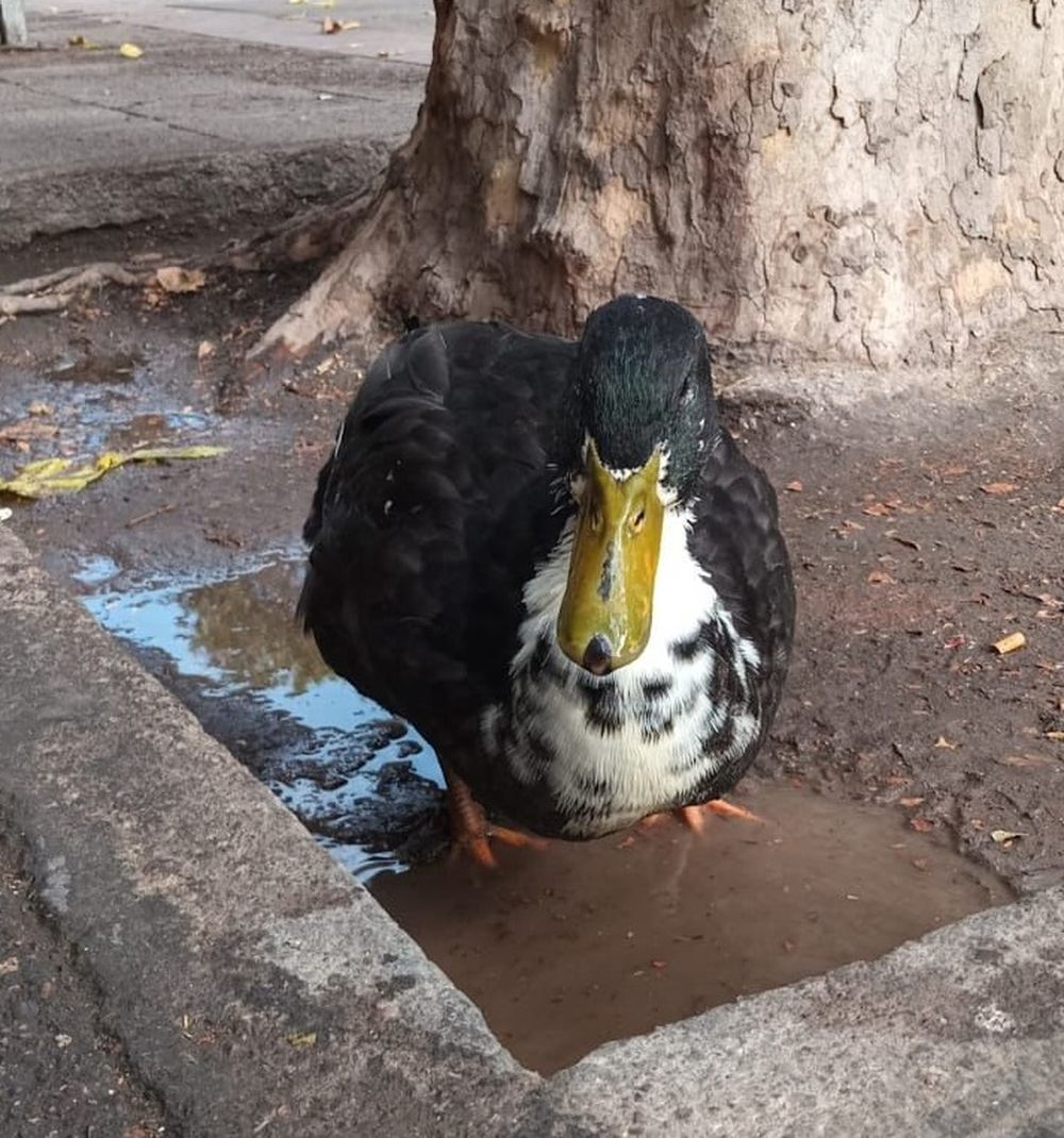 Obligaron a sacar del puesto al famoso pato del KM O y juntan firmas ...