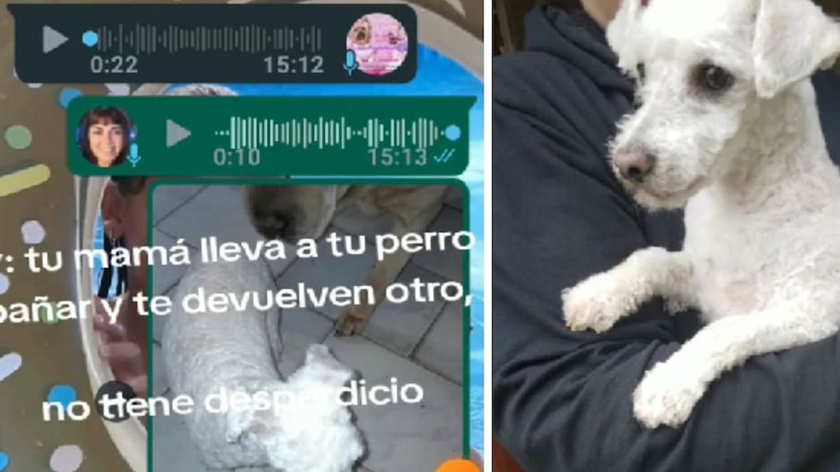 Llevó a su caniche a la peluquería y le devolvieron uno que no era de ella: “Lo re desconocí”