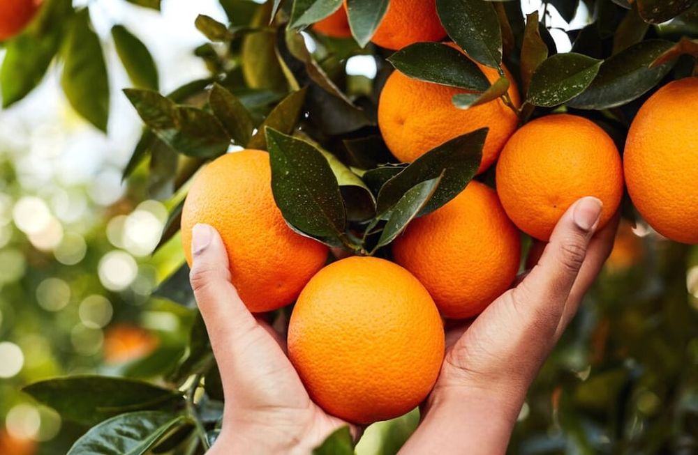El sencillo modo para tener tu propio árbol de naranjas en tu casa ...