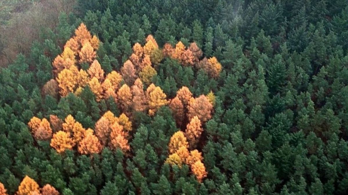 El misterio de la esvástica del bosque: la cruz nazi formada por 150 ...