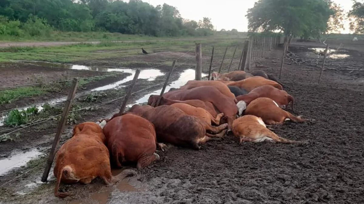 Un rayo fulminó a 65 terneros que estaban en un corral en Formosa
