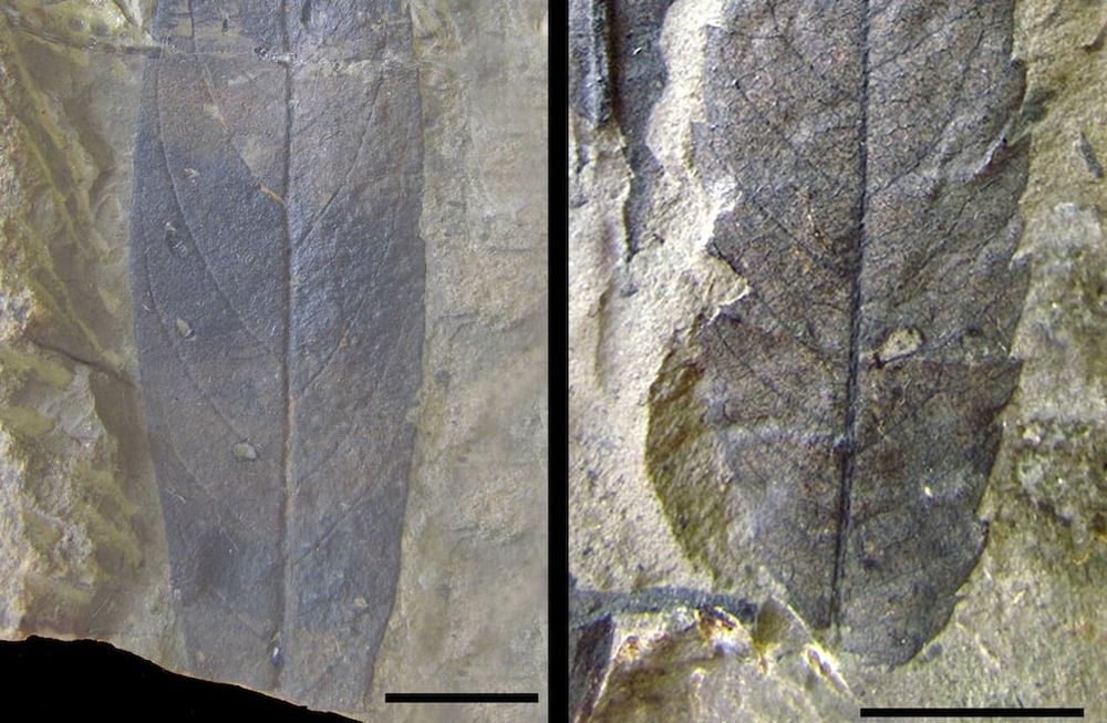 Conocer el clima del pasado a través de plantas fósiles