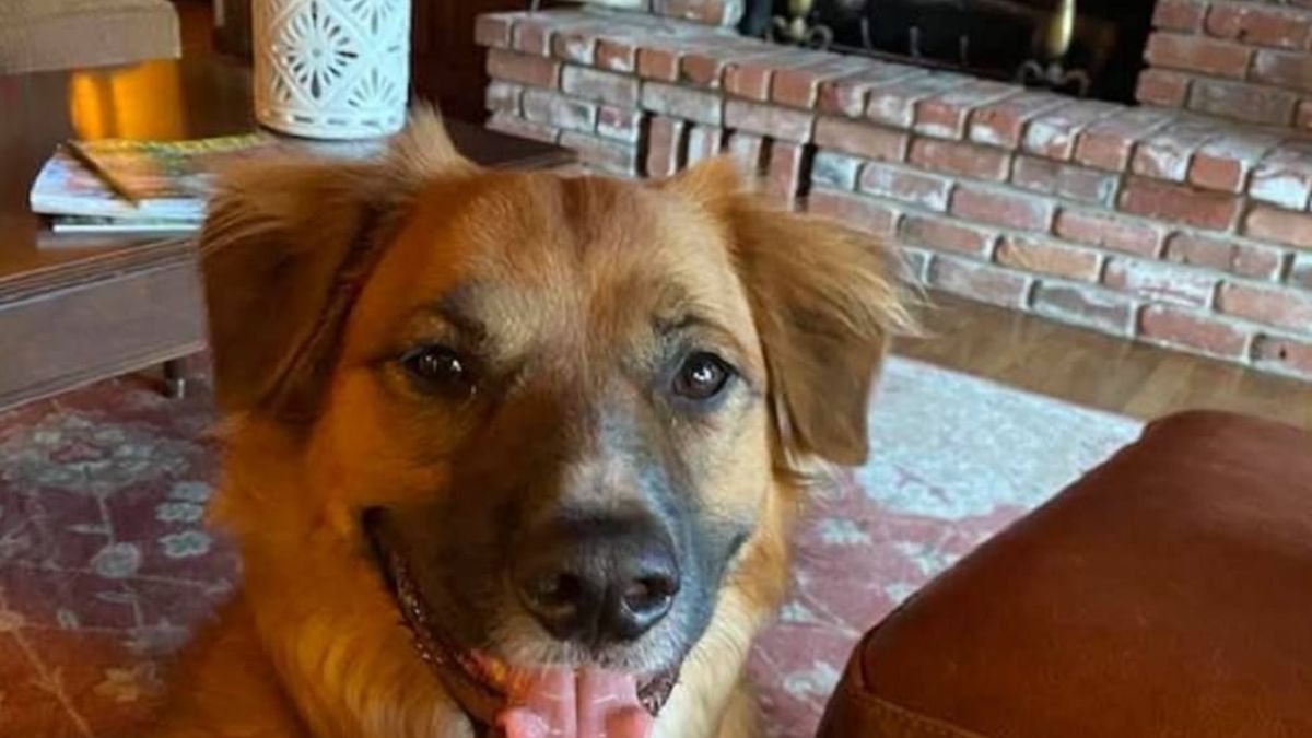 La historia de Tilly, el perro que se perdió tras un accidente y lo ...