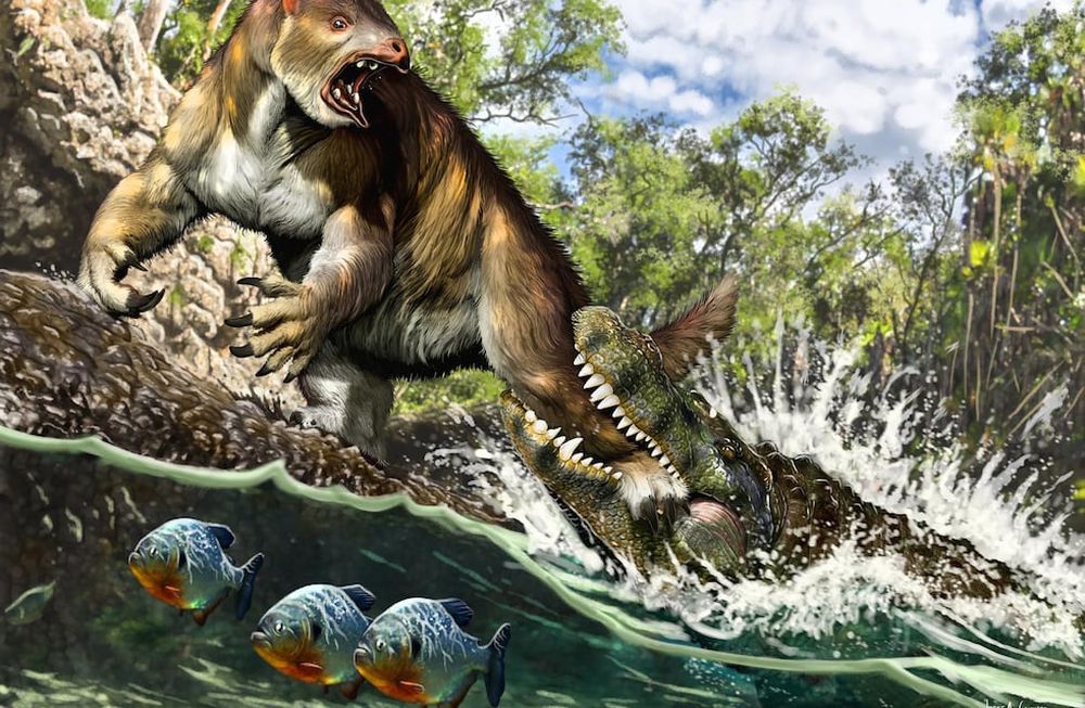 Paleontología: ataque de un caimán gigantehace 13 millones de años