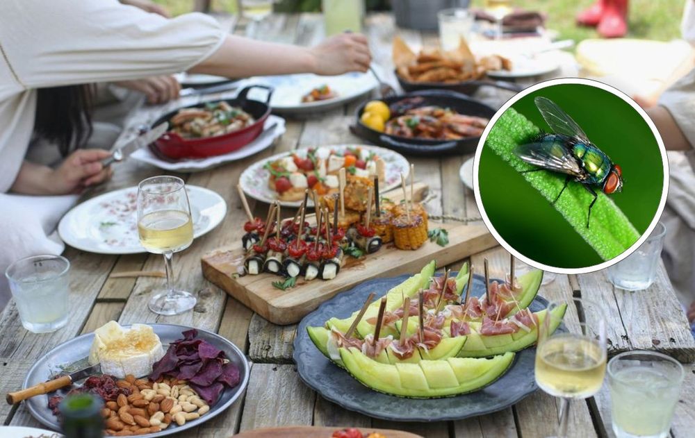 Aleje las moscas de la comida con un simple truco de manera efectiva