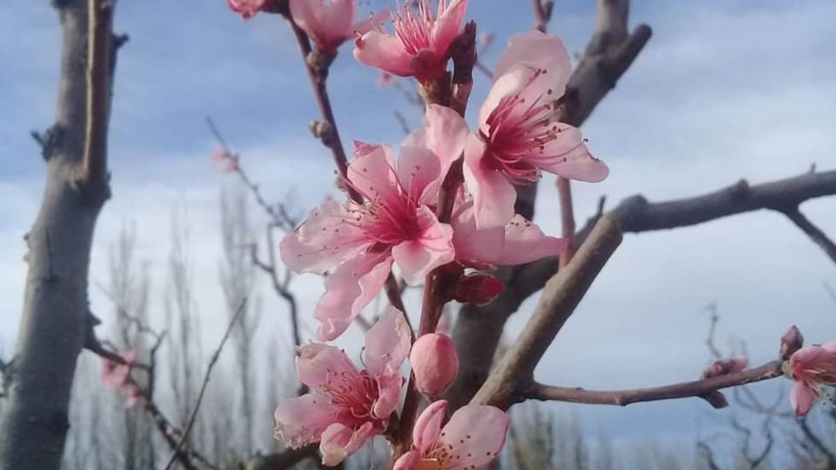 Invierno primaveral: preocupación por las horas de frío que necesitan ...