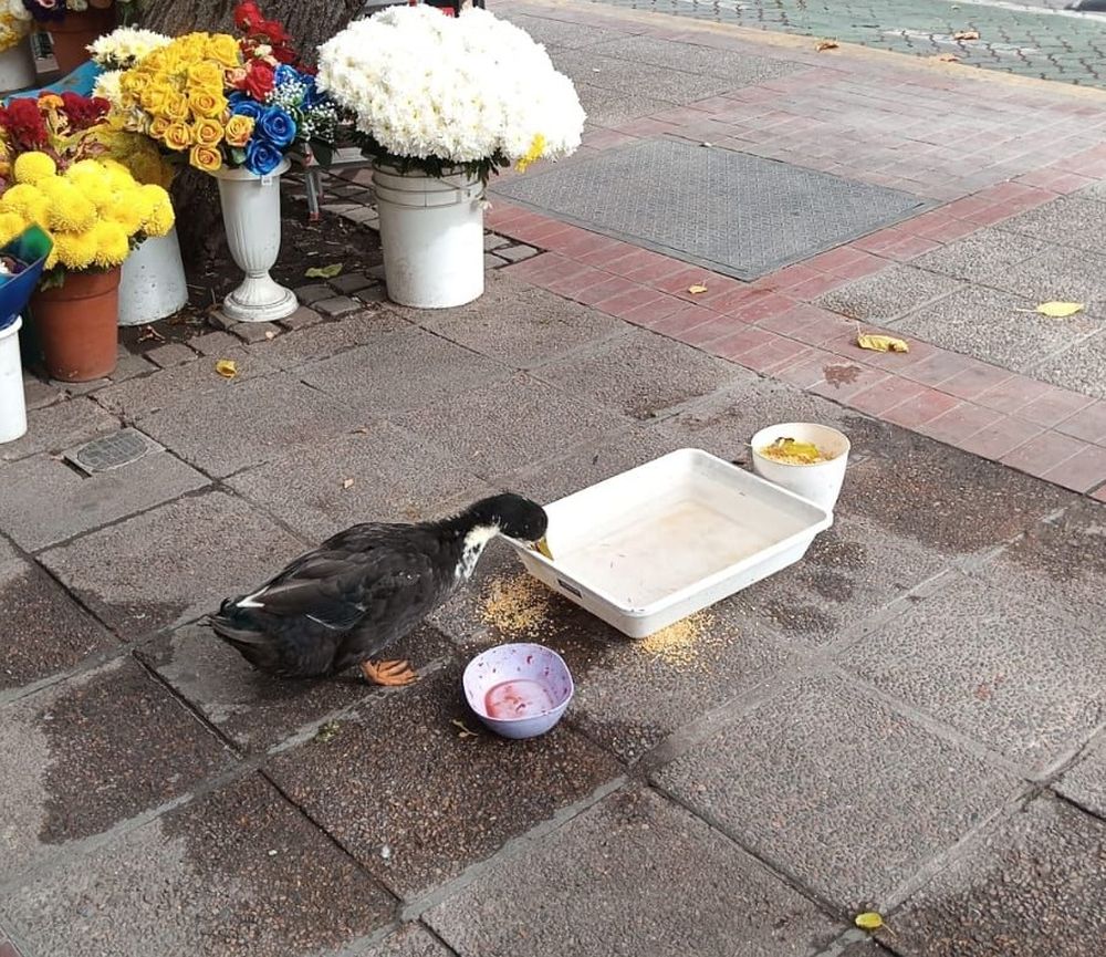 Obligaron a sacar del puesto al famoso pato del KM O y juntan firmas ...