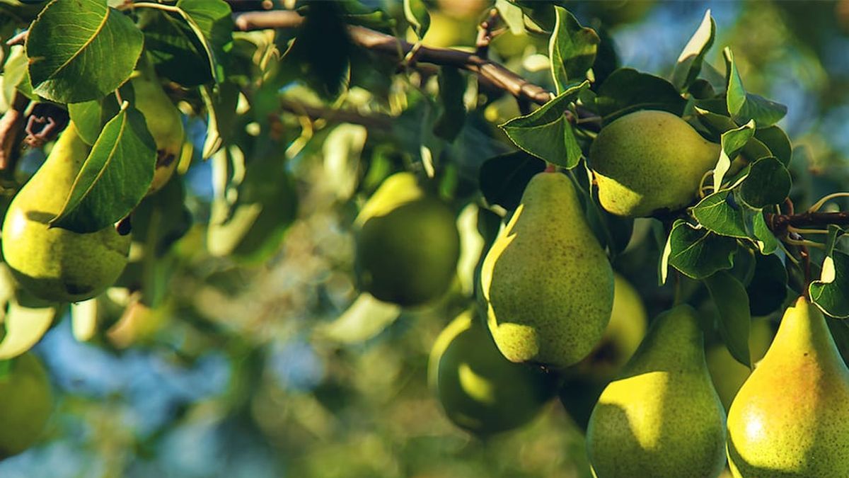 El damasco y la pera, dos cultivos que van camino a la extinción