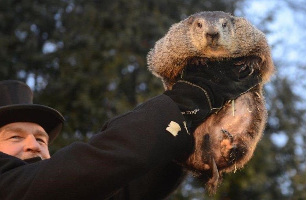 Día de la Marmota en Estados Unidos: Phil salió de su madriguera y ...