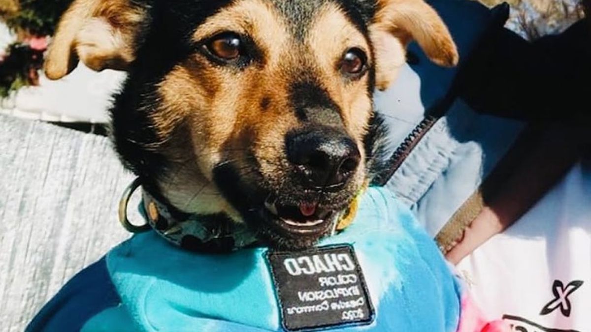 “Coco”, el perro aislado en Ezeiza, llegó a Córdoba con su dueño