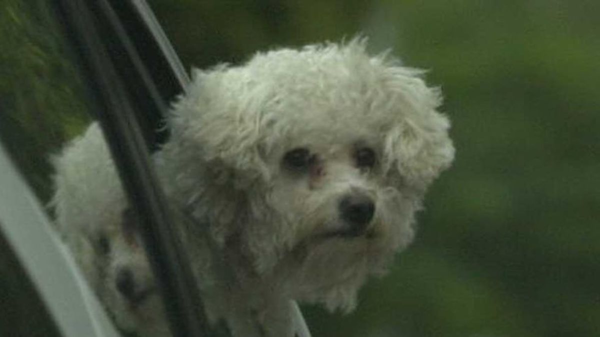 Se cumplen 35 años del trágico final de Cachi: el perro que cayó del ...