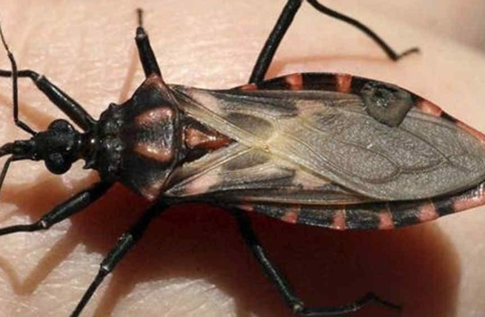 La prevención es fundamental en la lucha contra el Chagas