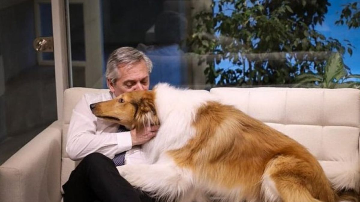 Murió Dylan, el perro de Alberto Fernández que Milei se ofreció a ...