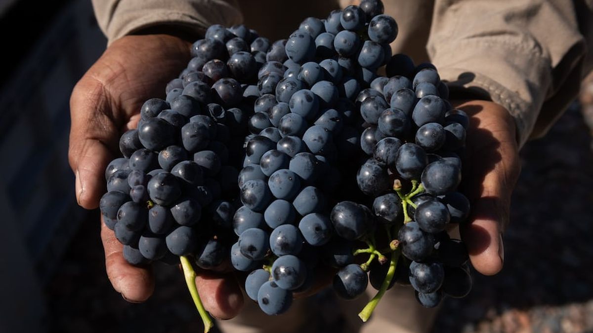 Día Mundial del Syrah: cinco etiquetas para probar desde $1.000