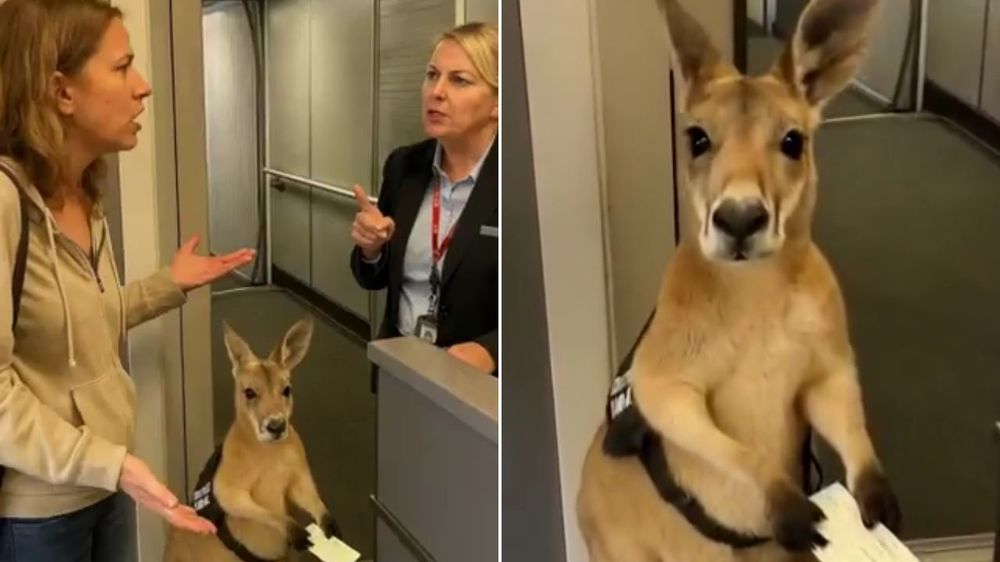 Un canguro con boleto de avión fue furor en redes sociales: la verdad ...