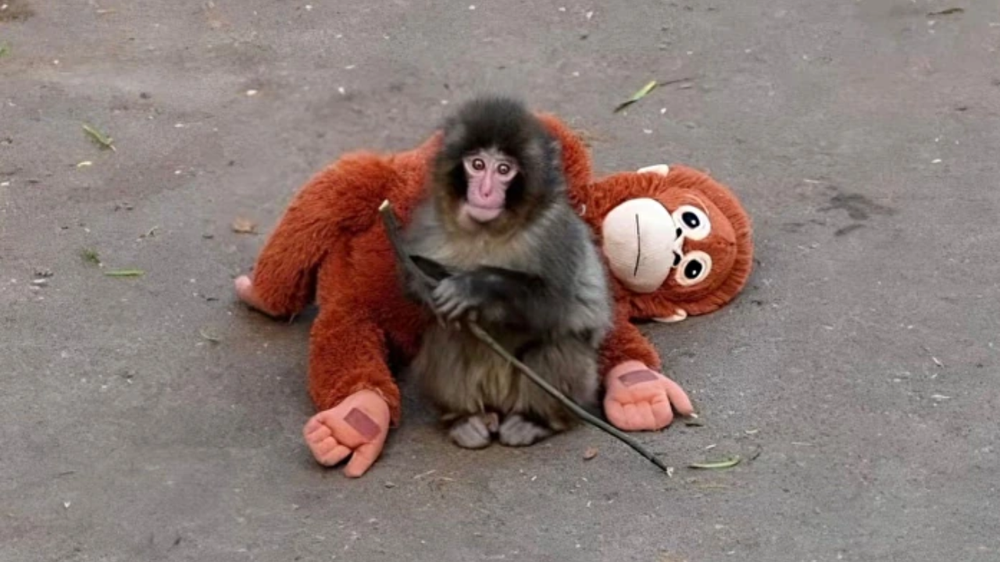 Un mono fue abandonado por su madre al nacer, se aferró a un peluche y ...