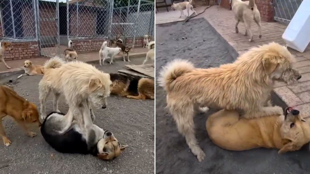 Furor por King Charles, el perro con aura que lidera una perrera sin ...