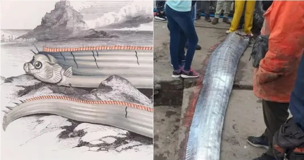 Apareció el pez remo en México: por qué lo asocian al fin del mundo