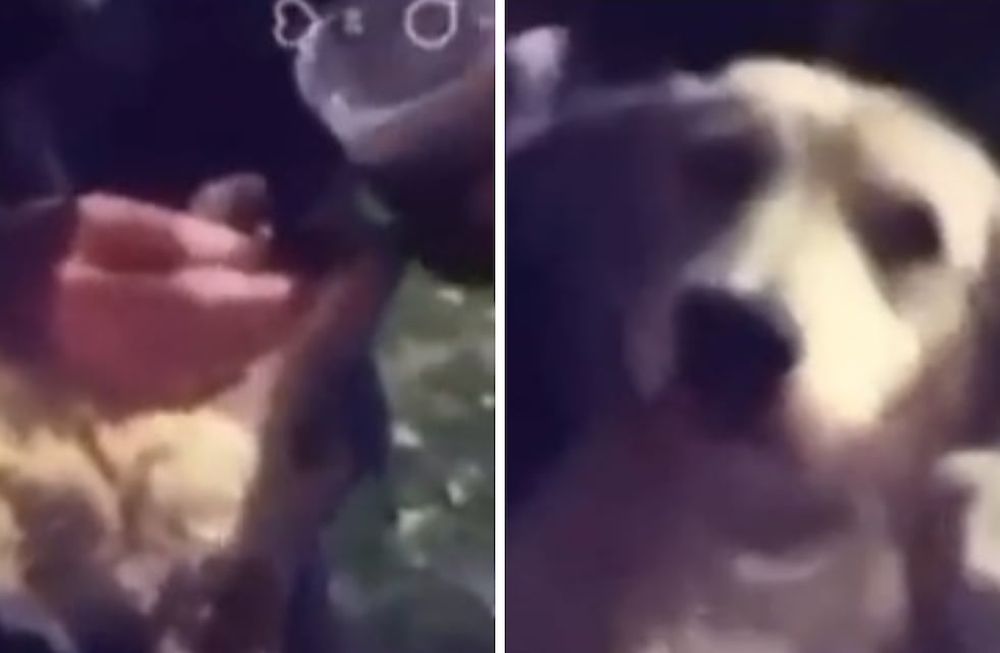 Indignación: tres jóvenes le dieron fernet a un perro callejero por ...