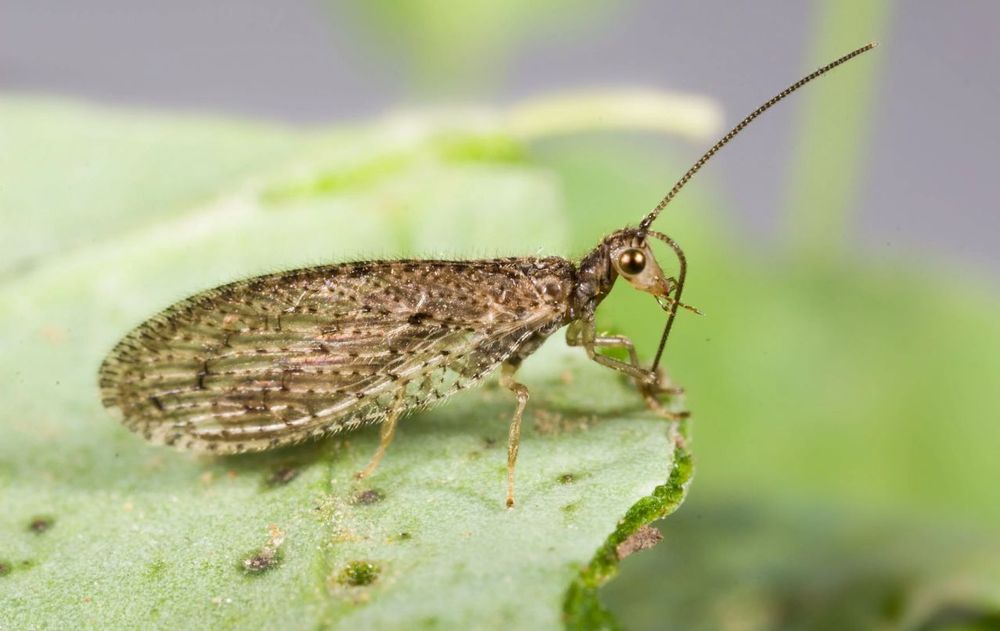 El insecto milenario que cuida las plantas todo el año: elimina las ...