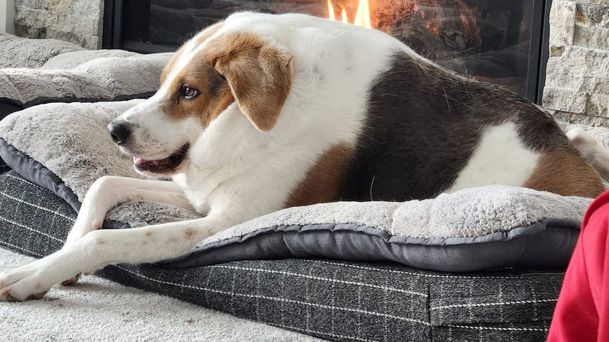 Cooper, el perro sin cuello que es furor en las redes sociales: “Tiene ...