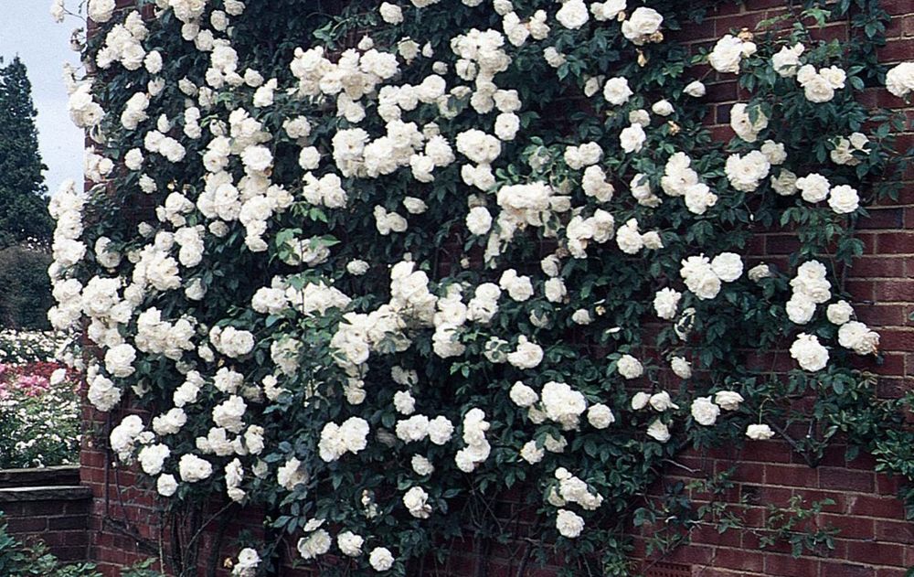 La rosa trepadora que resiste casi todo el año en el jardín: cubre ...
