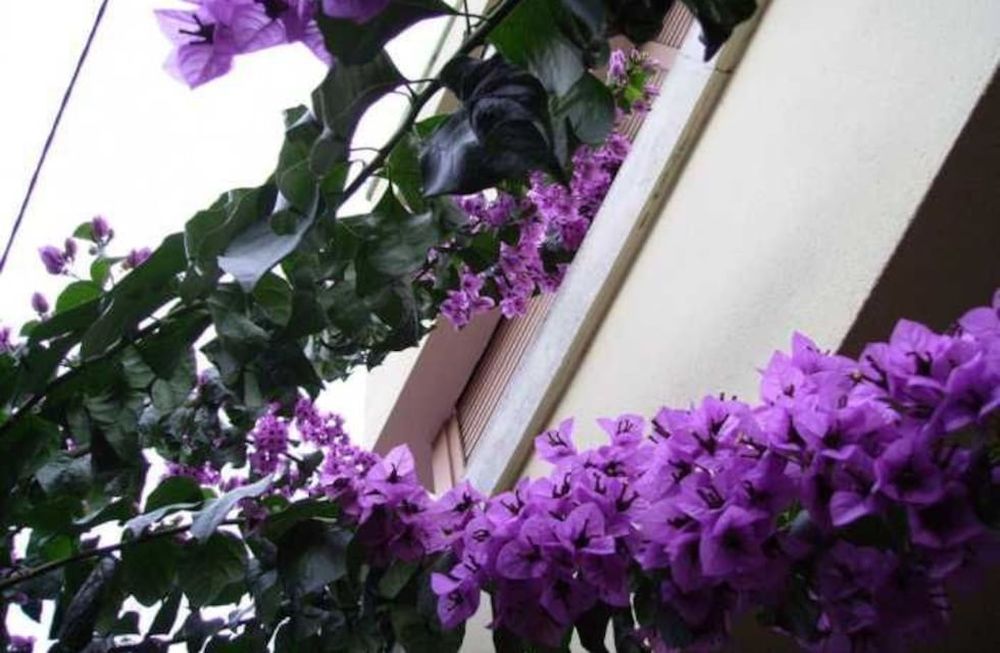 Plantas Trepadoras Elegantes Soporte Para Tallos De Plantas Trepadoras