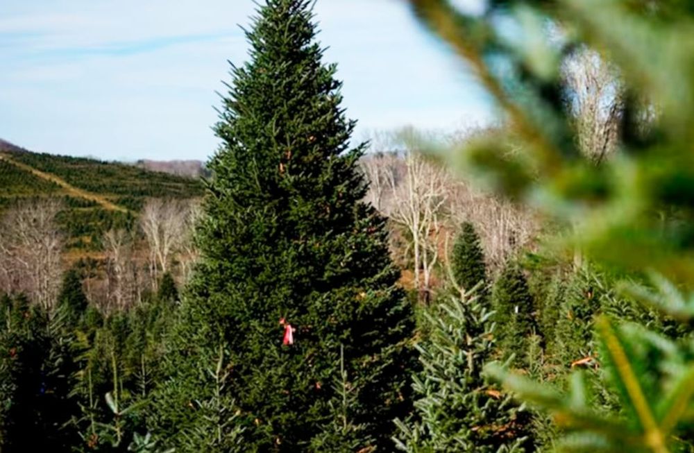 Un pino que había resistido al huracán Helene fue talado para ser el ...