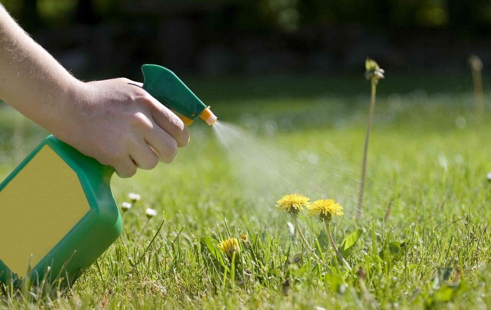Sólo 3 ingredientes caseros eliminan las malas hierbas del césped: se ...
