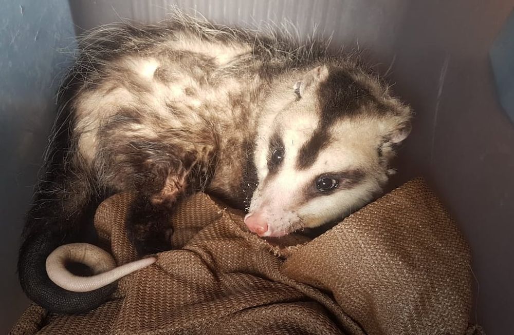 Qué tipo de animal es una zarigüeya y la verdad sobre si son peligrosas ...
