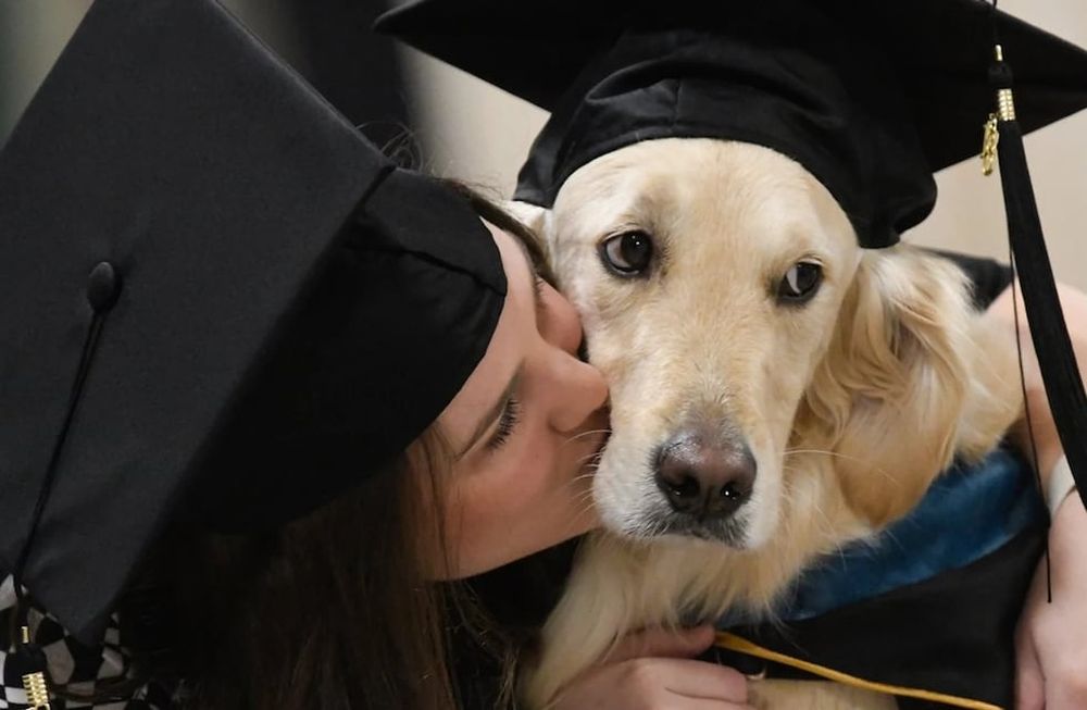 El video más tierno: le dieron un diploma a un perro por ‘’graduarse ...