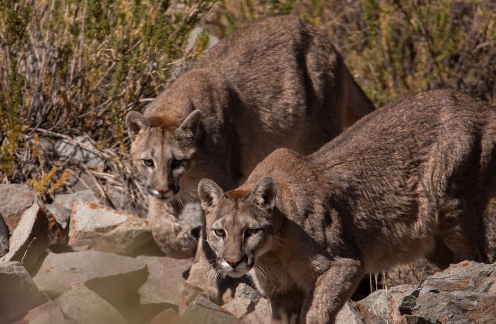 La cinematográfica secuencia en Villavicencio de una puma y sus ...