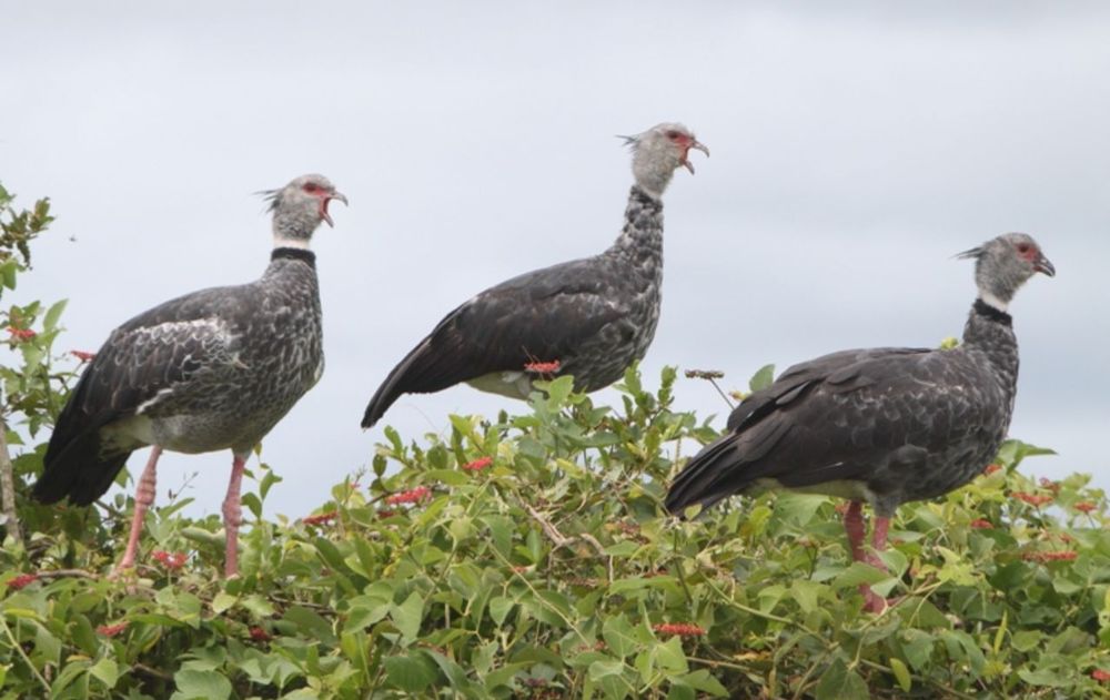 El pájaro que anuncia la lluvia puede alimentarse y refugiarse en el ...