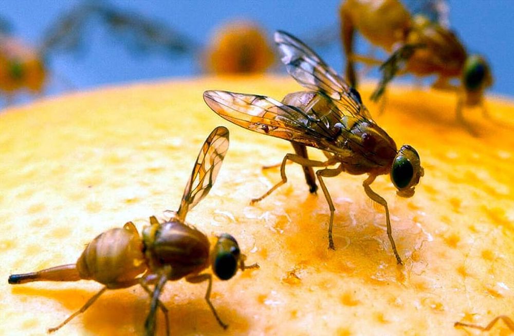 Impulsan medidas postcosecha para prevenir la proliferación de la mosca ...
