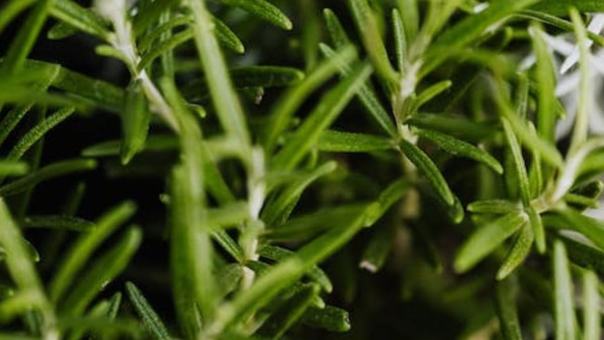 Descubrí los increíbles beneficios del romero para mejorar tu salud y estética