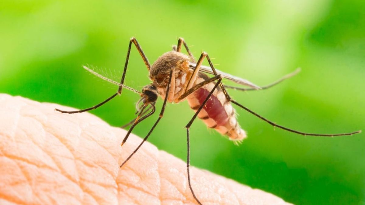 Este es el repelente casero más efectivo para los mosquitos: cómo usarlo