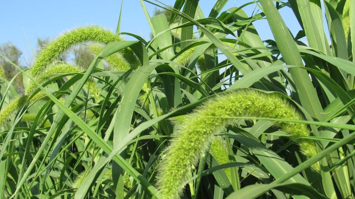 Por qué la moha es una forrajera estival para tener en cuenta